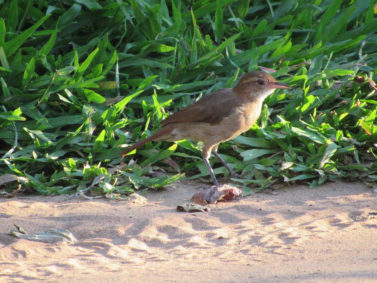Boulanger Oiseau La Nature - Photo gratuite sur Pixabay - Pixabay