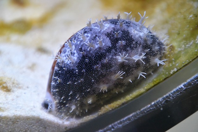 Shellfish Snail Beautiful - Free photo on Pixabay - Pixabay