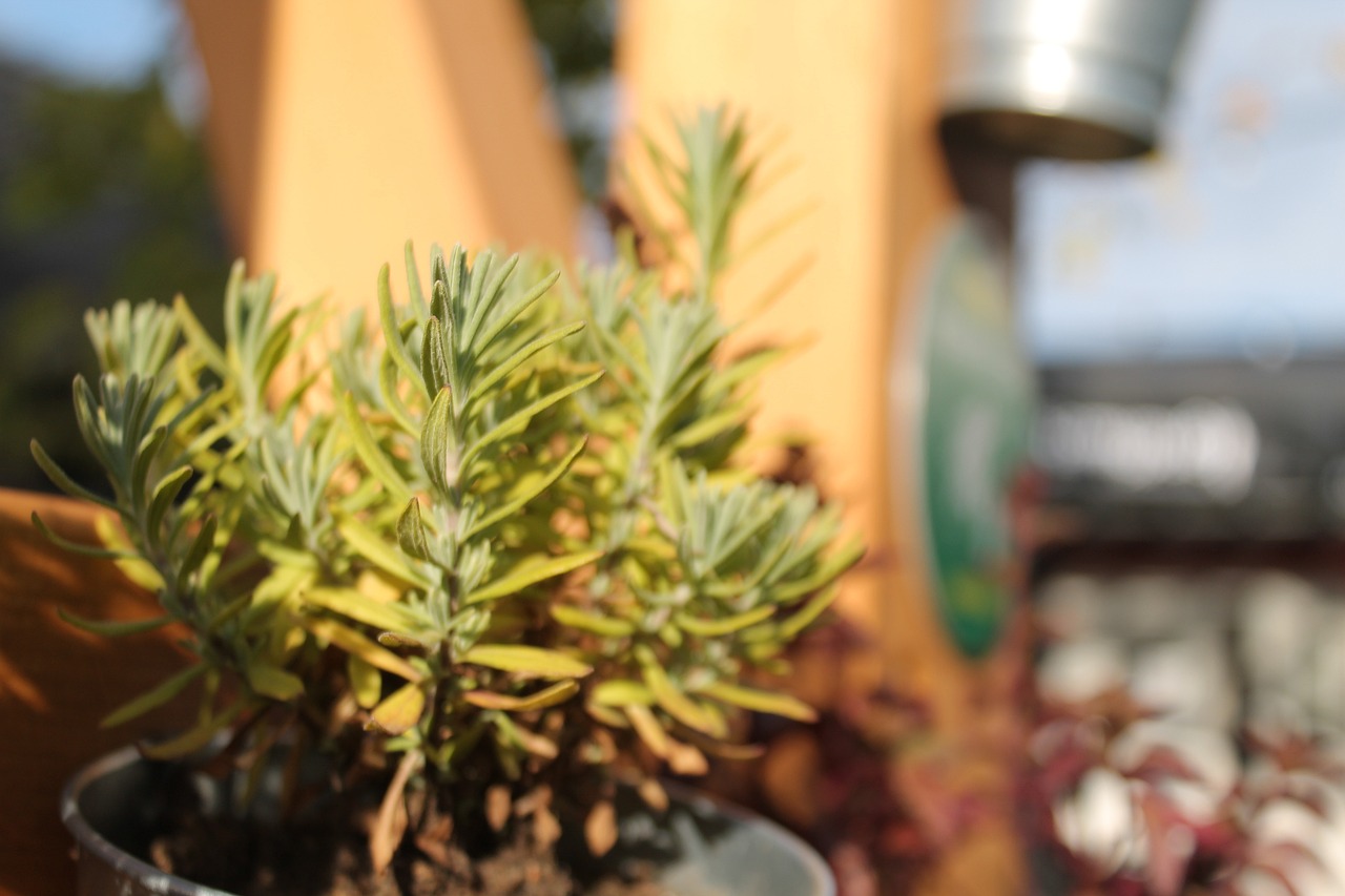Plante Arbre Vert Les - Photo gratuite sur Pixabay - Pixabay