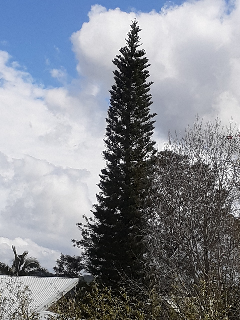 Pinho Árvore Pinheiro - Foto gratuita no Pixabay - Pixabay