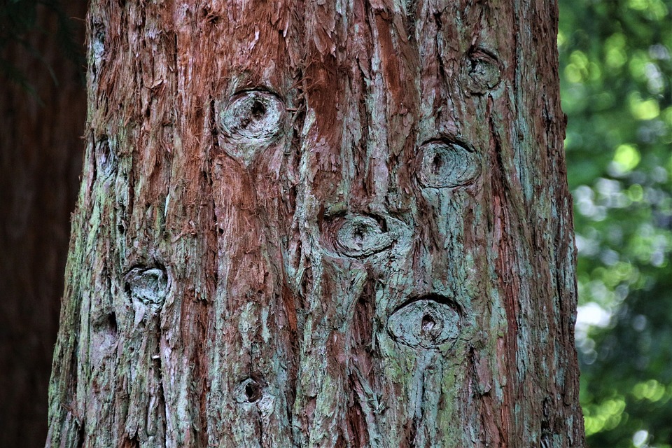 Forest Tree Log - Free photo on Pixabay - Pixabay