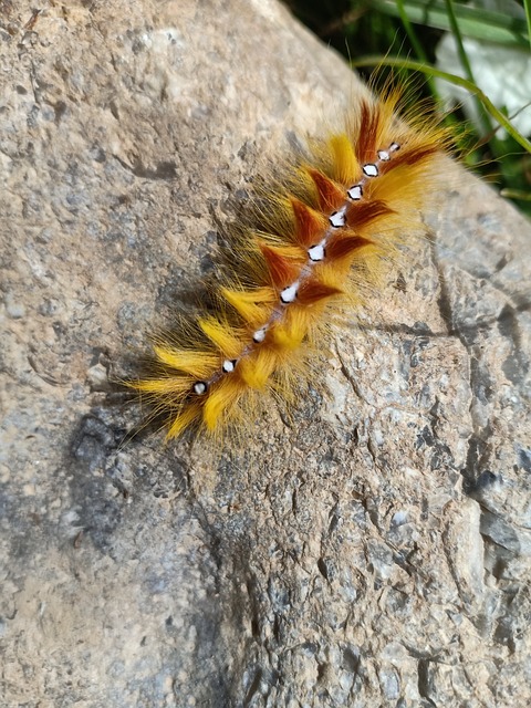 Caterpillar Fur Sheep Moth - Free photo on Pixabay - Pixabay