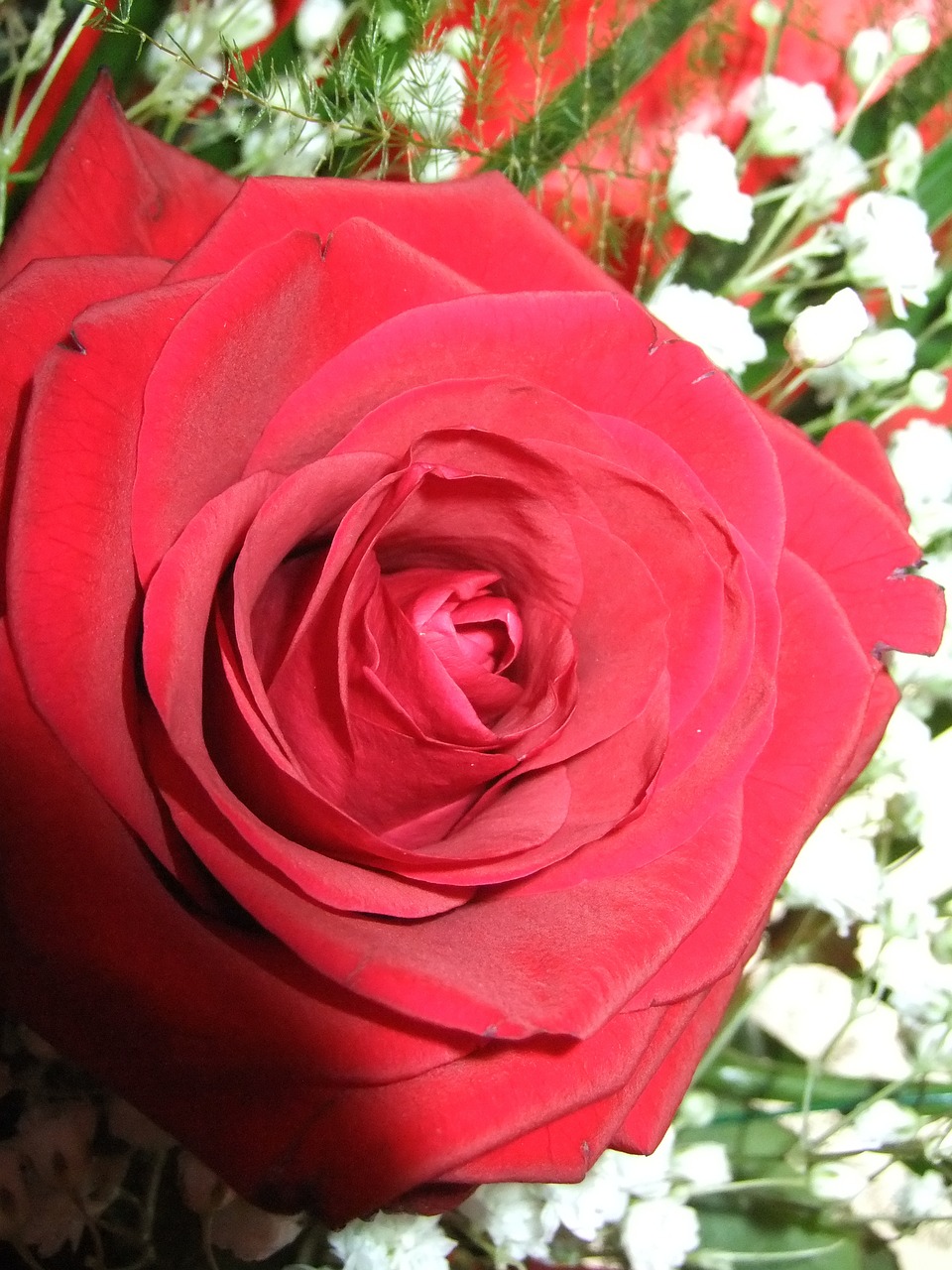 Flower Celebration - Free photo on Pixabay - Pixabay