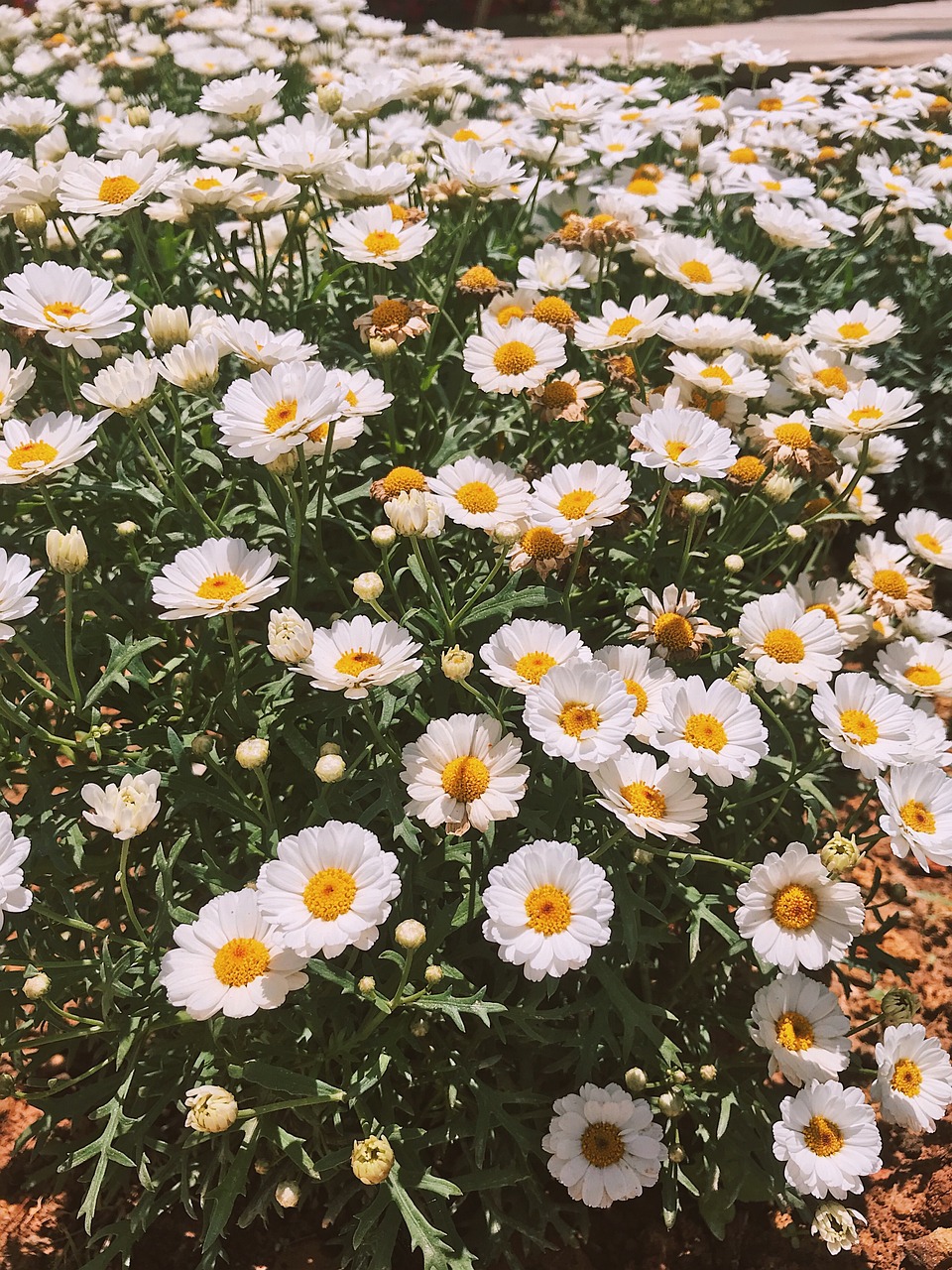 Flores Margaridas Prado Canteiro - Foto gratuita no Pixabay - Pixabay