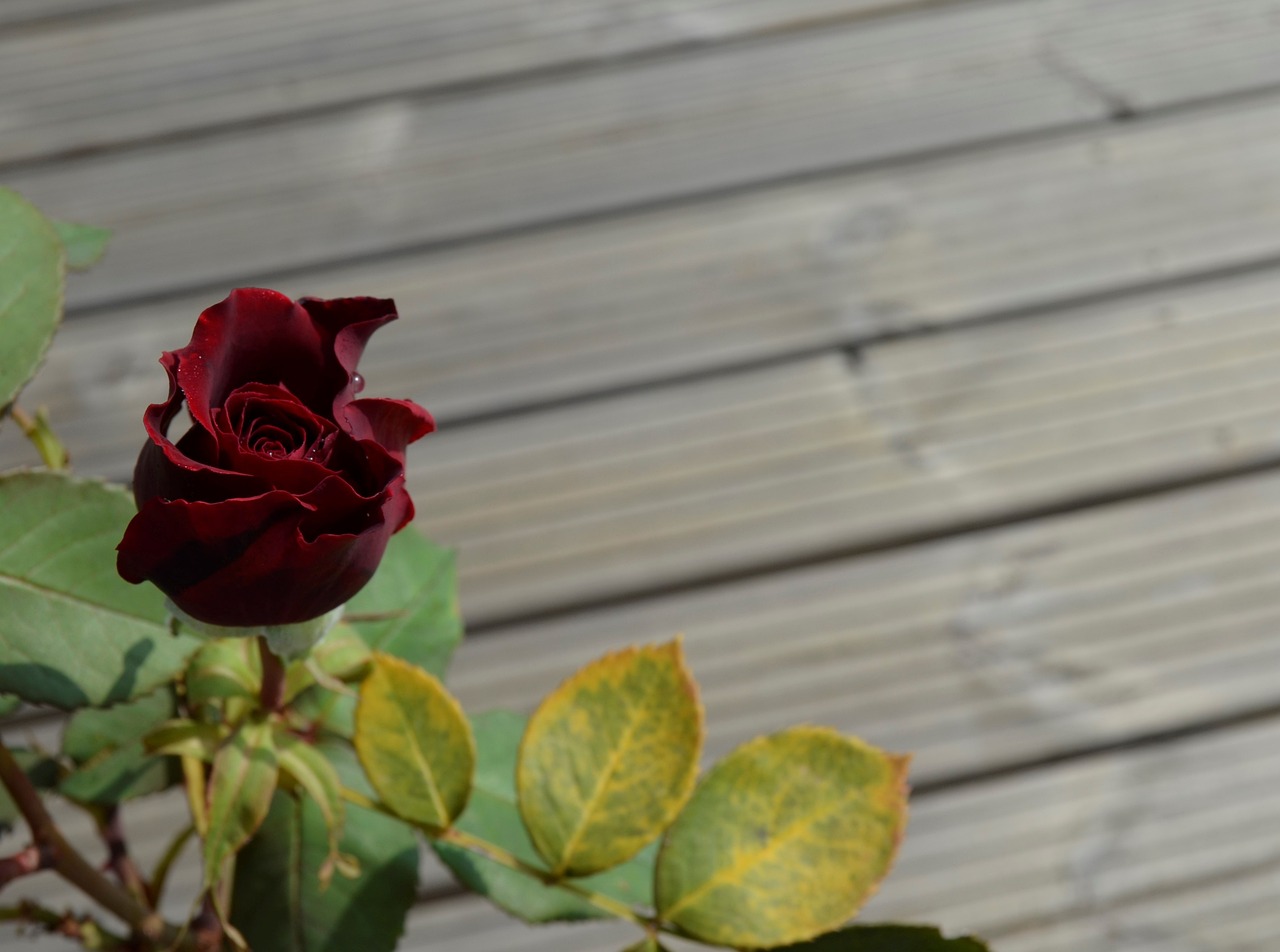 Rote Rose Blume Knospe - Kostenloses Foto auf Pixabay - Pixabay