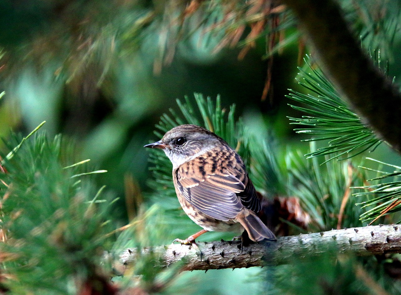 Dunnock Bird Animal Little - Free photo on Pixabay
