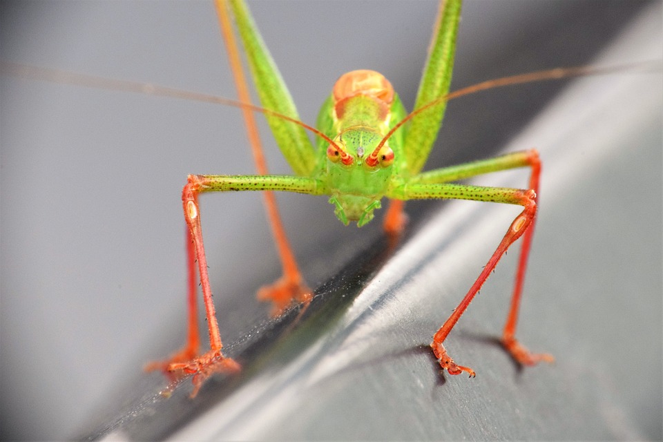 Saltamontes Insecto Naturaleza - Foto gratis en Pixabay - Pixabay
