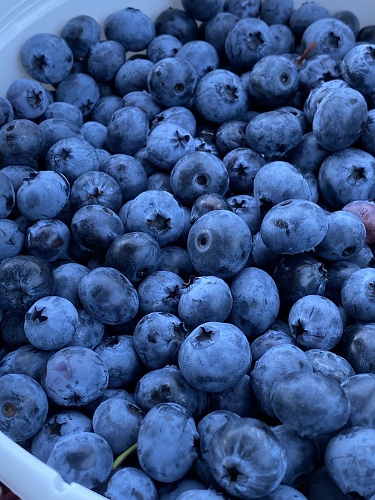 Blueberries Fresh Fruit - Free photo on Pixabay