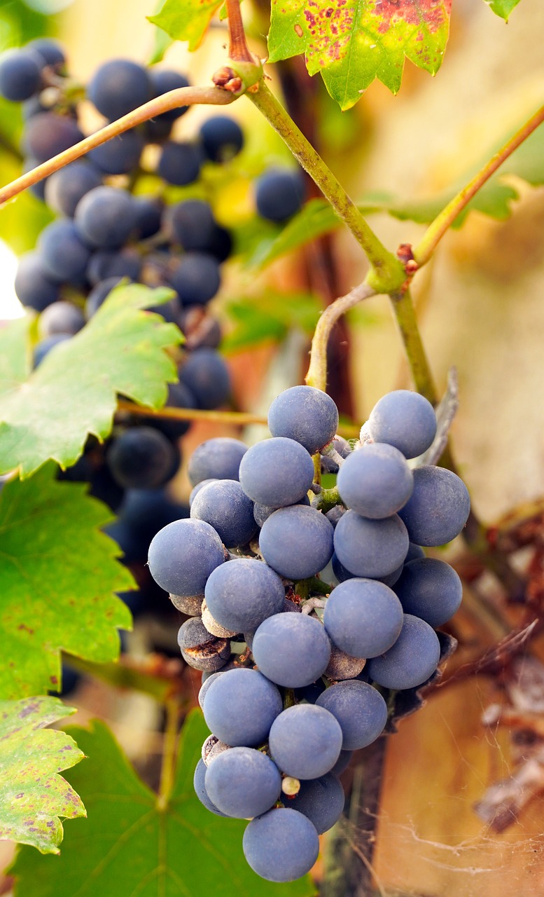 Grapes Fruit Vine - Free photo on Pixabay