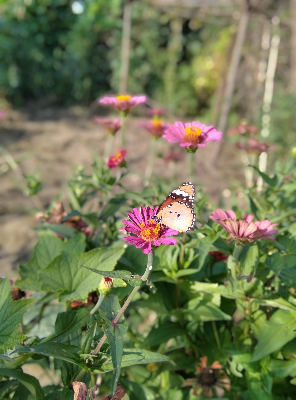 Butterfly Random Green - Free photo on Pixabay