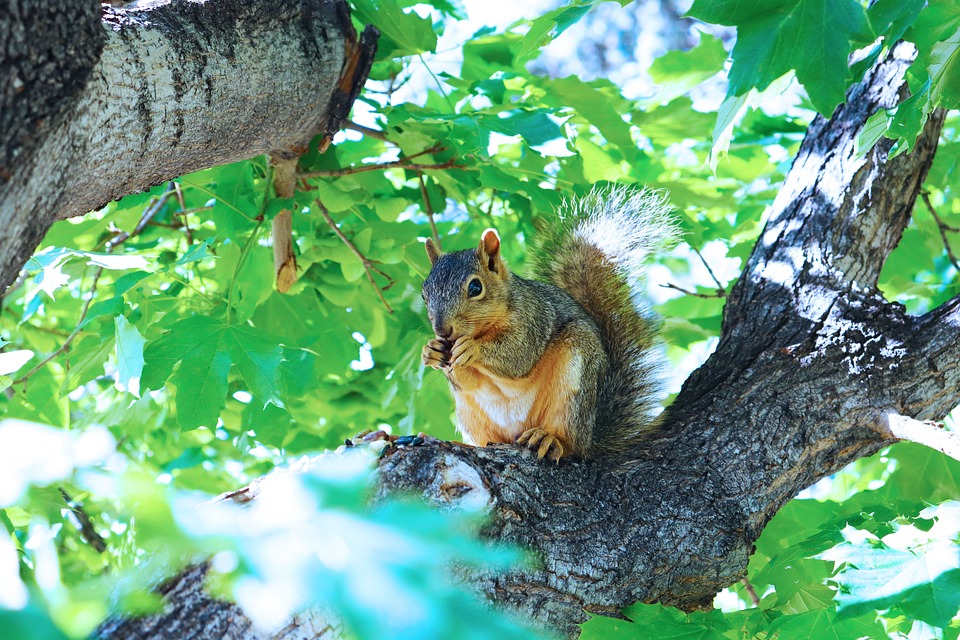 Squirrel Rodent Tree - Free photo on Pixabay
