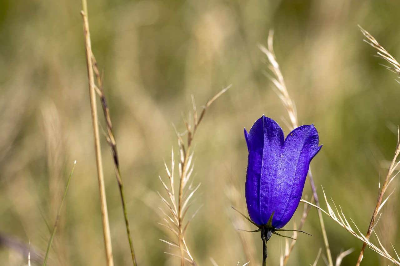 Bloem Gras Bloom - Gratis foto op Pixabay - Pixabay