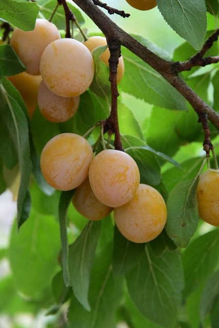 Fruta Mirabelle Naturaleza - Foto gratis en Pixabay - Pixabay