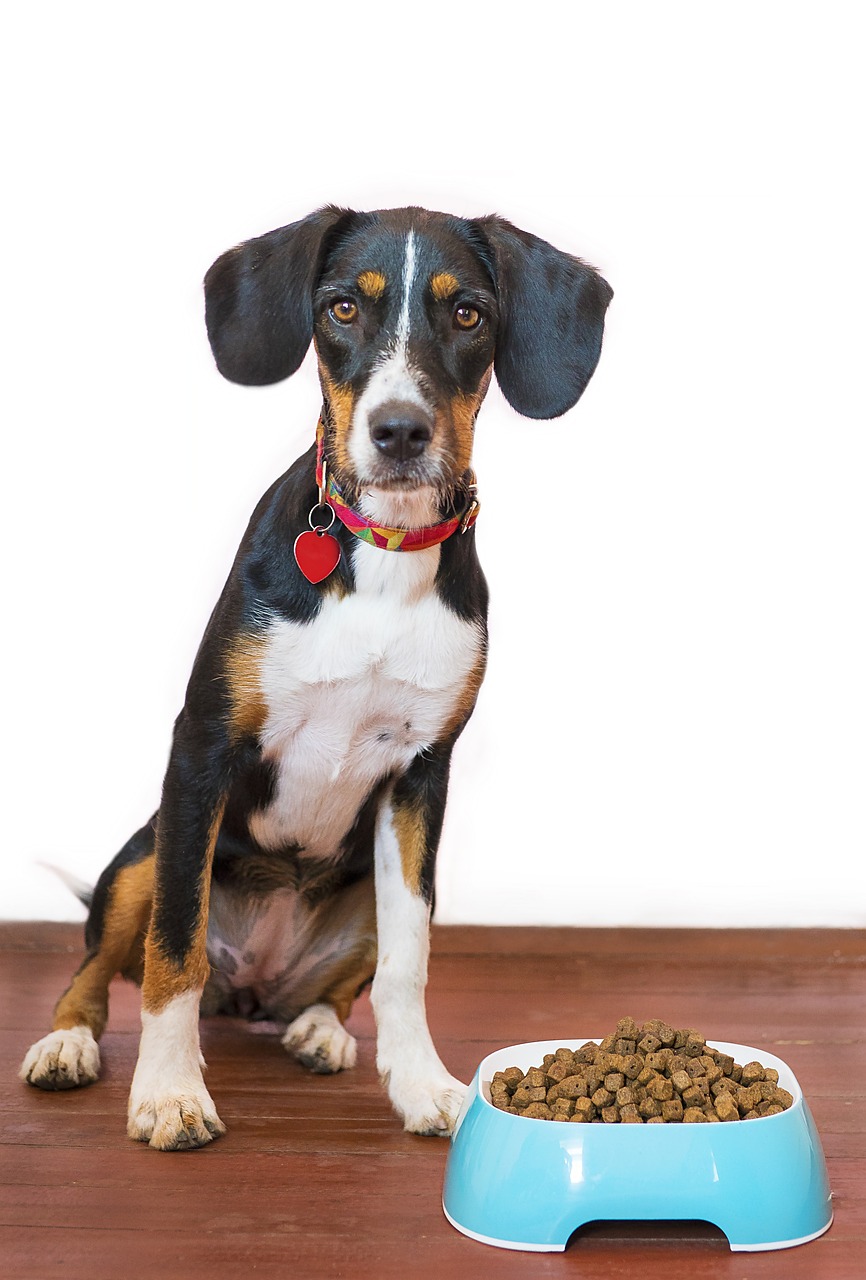 Meer dan 60.000 gratis afbeeldingen van Hond Poten en Hond - Pixabay