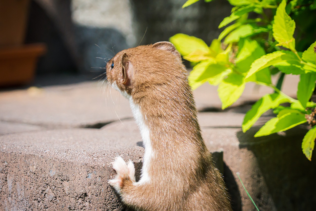 90+ Free Weasel & Nature Images - Pixabay