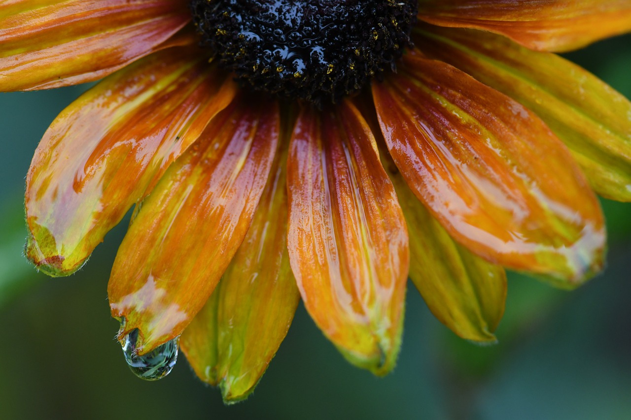 200+ Free Black-Eyed-Susan & Black-Eyed Susan Photos - Pixabay