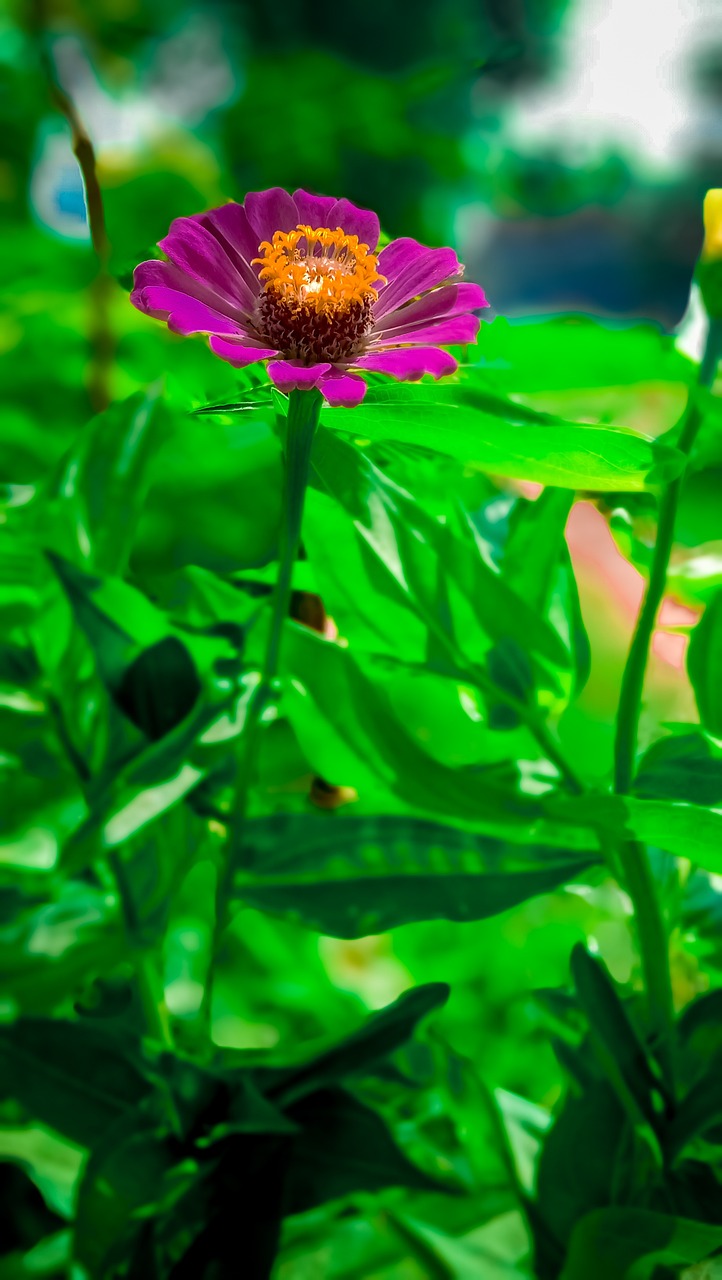 Belle Fleur Beauté Naturelle - Photo gratuite sur Pixabay - Pixabay