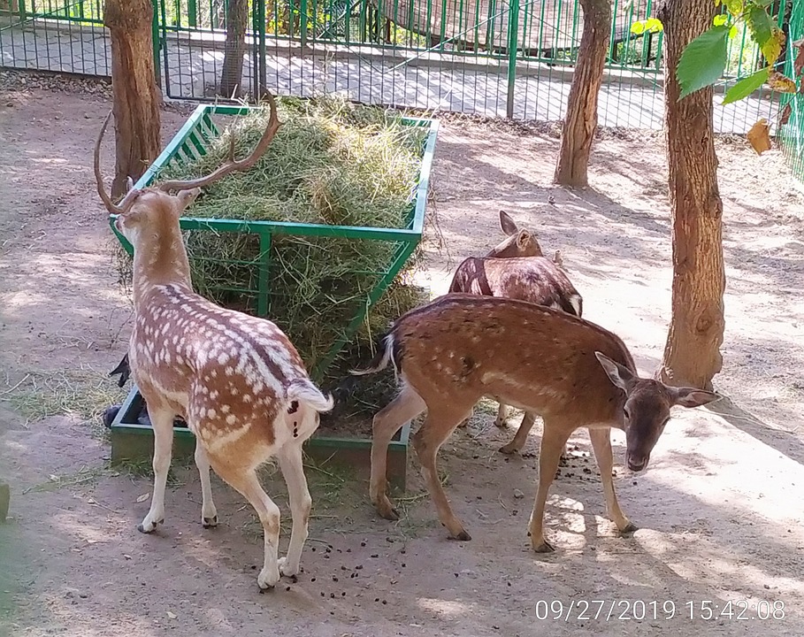 Zoo Hirsch - Kostenloses Foto auf Pixabay