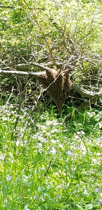 Nature Ruche Les Abeilles - Photo gratuite sur Pixabay - Pixabay