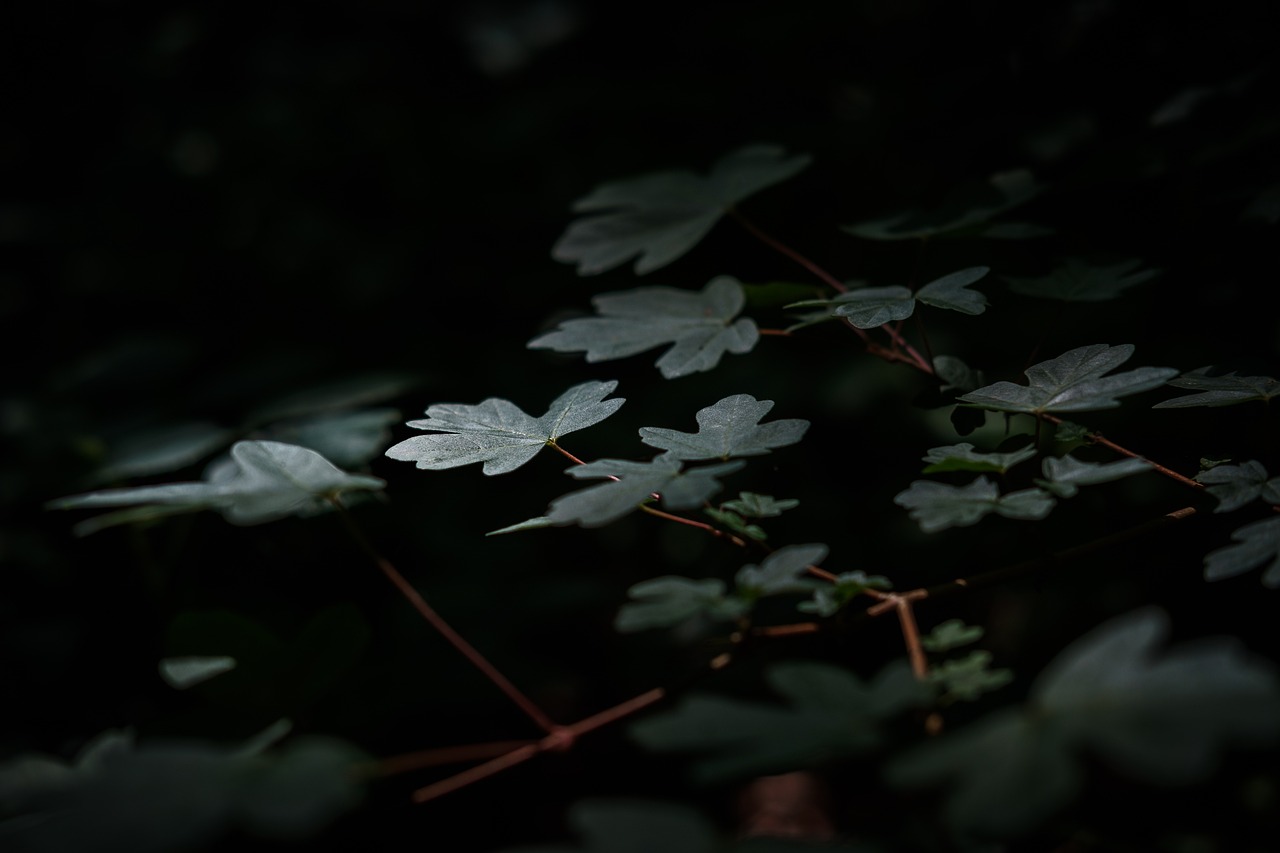 Floresta Folhas Natureza - Foto gratuita no Pixabay - Pixabay