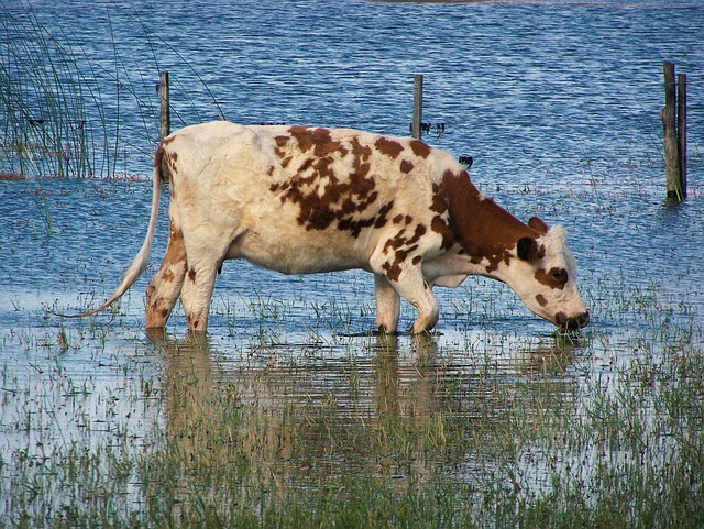Cow Water Nature - Free photo on Pixabay - Pixabay