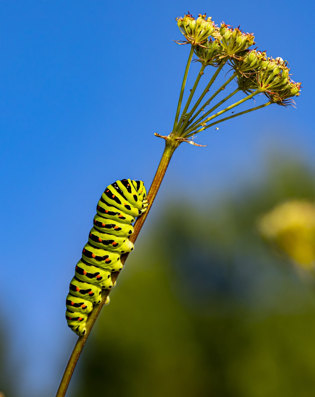 Caterpillar Swallowtail - Free photo on Pixabay