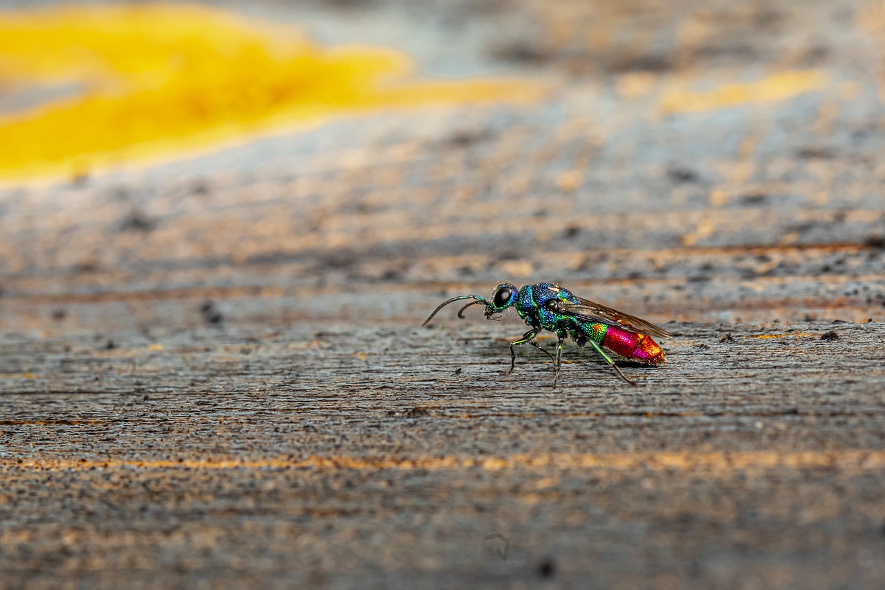Cuco-Wasp Inseto Chrysis Ignita - Foto gratuita no Pixabay - Pixabay