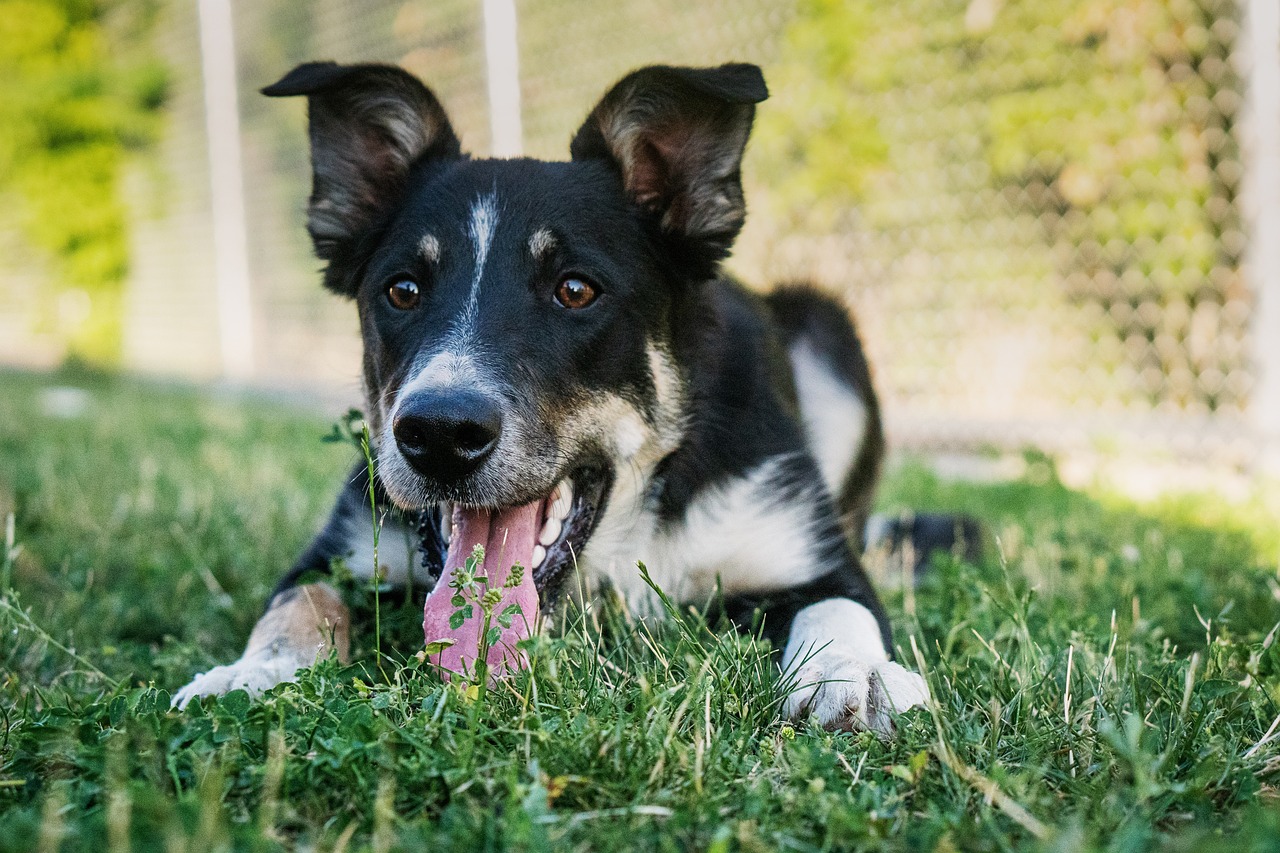 Cachorro Border Collie Bicho De - Foto gratuita no Pixabay - Pixabay