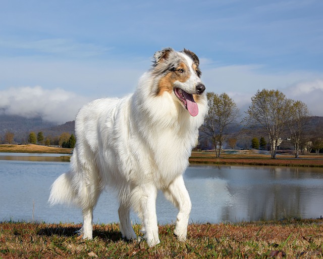 Collie White Dog - Free photo on Pixabay - Pixabay