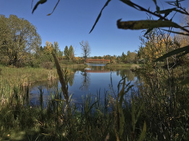 Mckenzie Trail Red Deer Park - Free photo on Pixabay - Pixabay