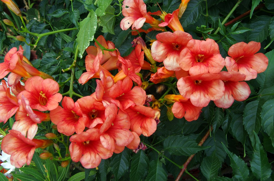 Bunga-Bunga Kelopak Daun-Daun - Foto gratis di Pixabay - Pixabay
