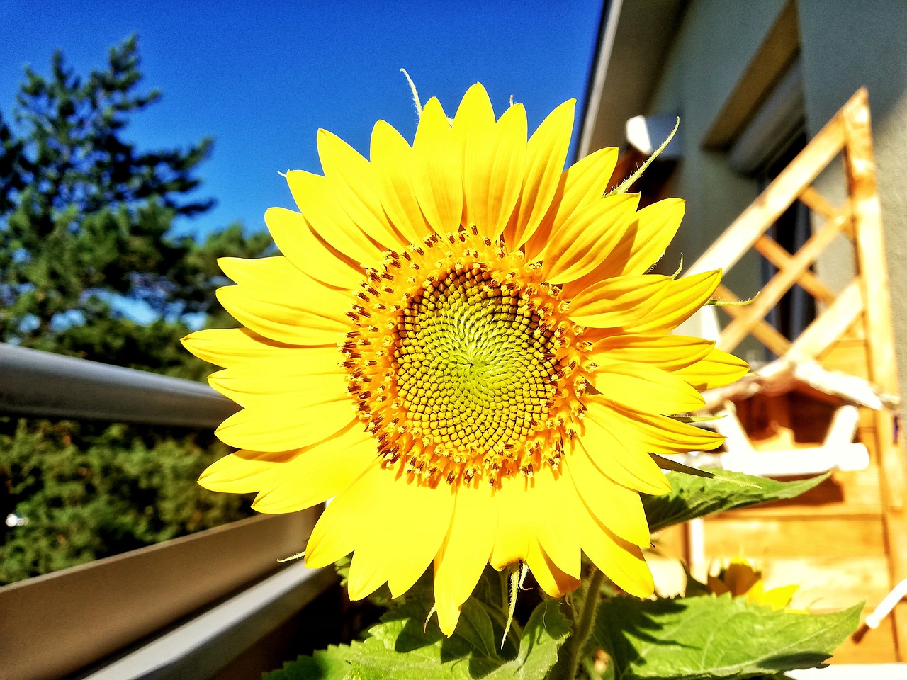 Sunflower Flower Blossom - Free photo on Pixabay