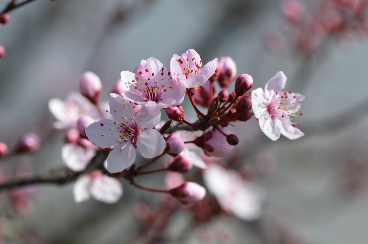 Blume Natur Garten - Kostenloses Foto auf Pixabay - Pixabay