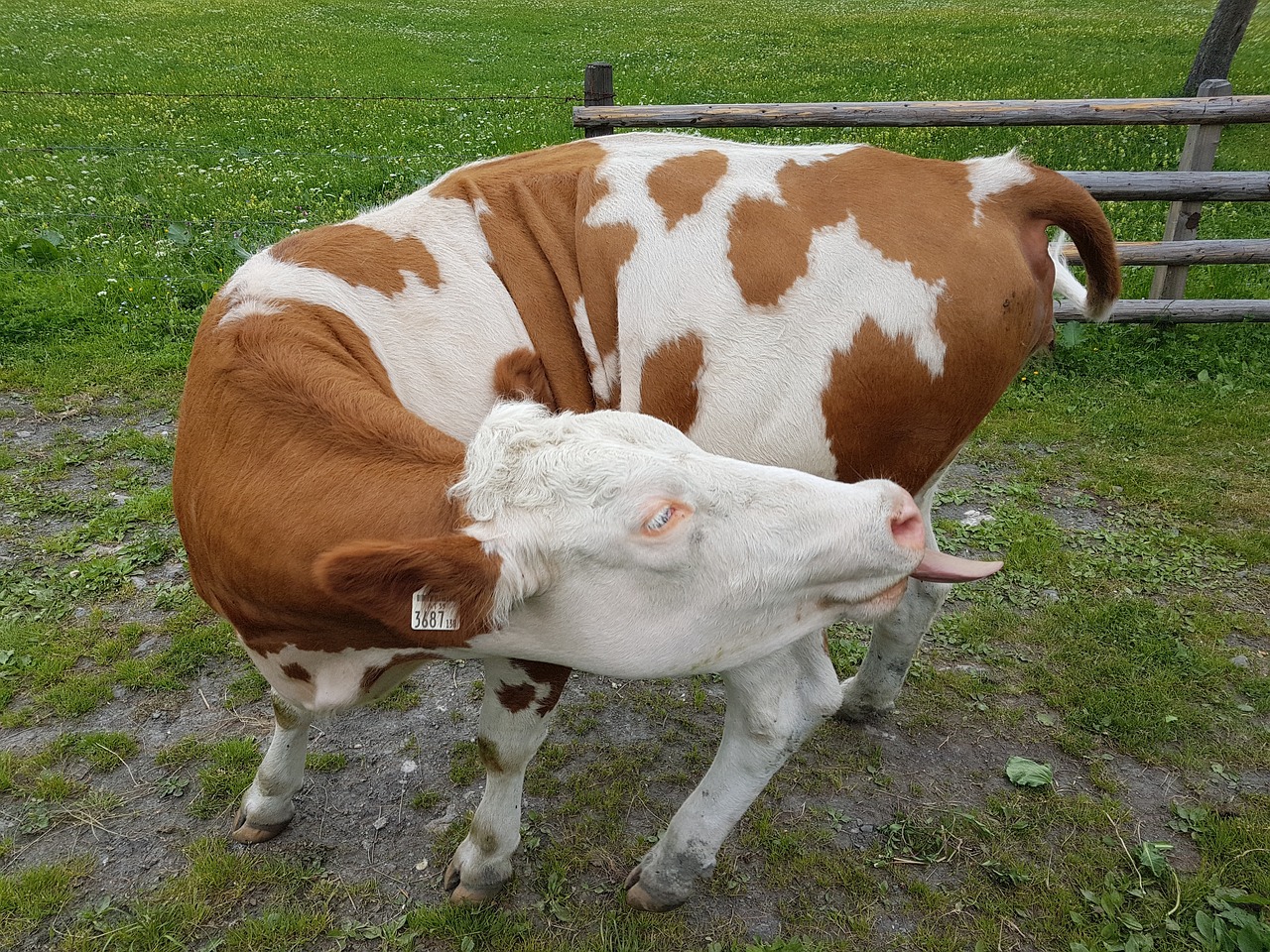 Vache Sortir La Langue Amusement - Photo gratuite sur Pixabay - Pixabay