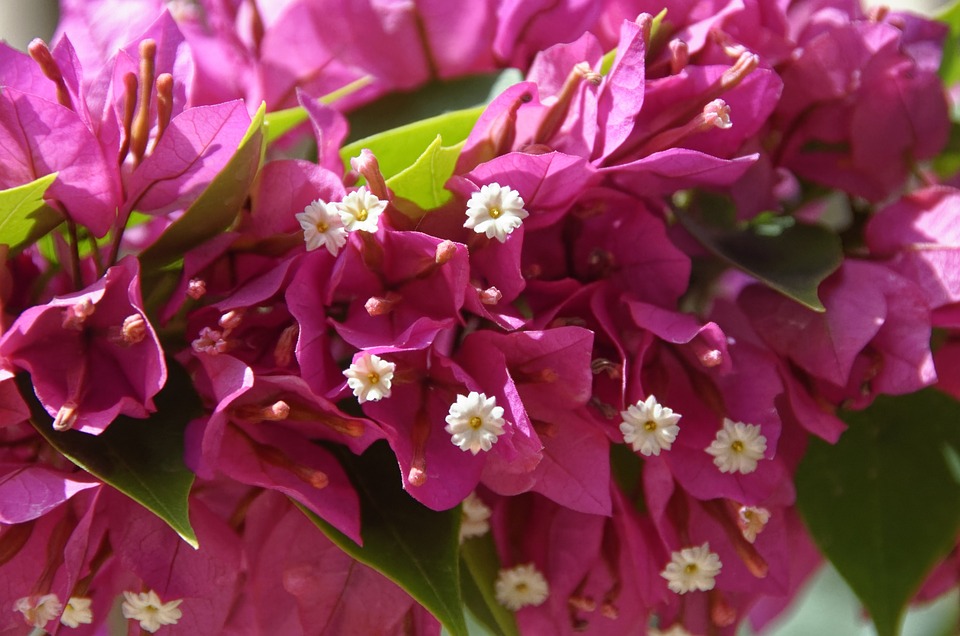 Flower Blossoms Bloom - Free photo on Pixabay