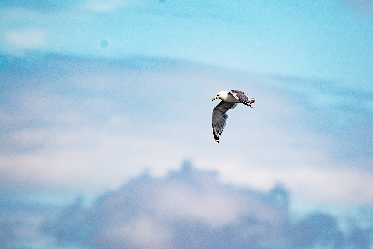 Oiseau Mouette Vol - Photo gratuite sur Pixabay - Pixabay