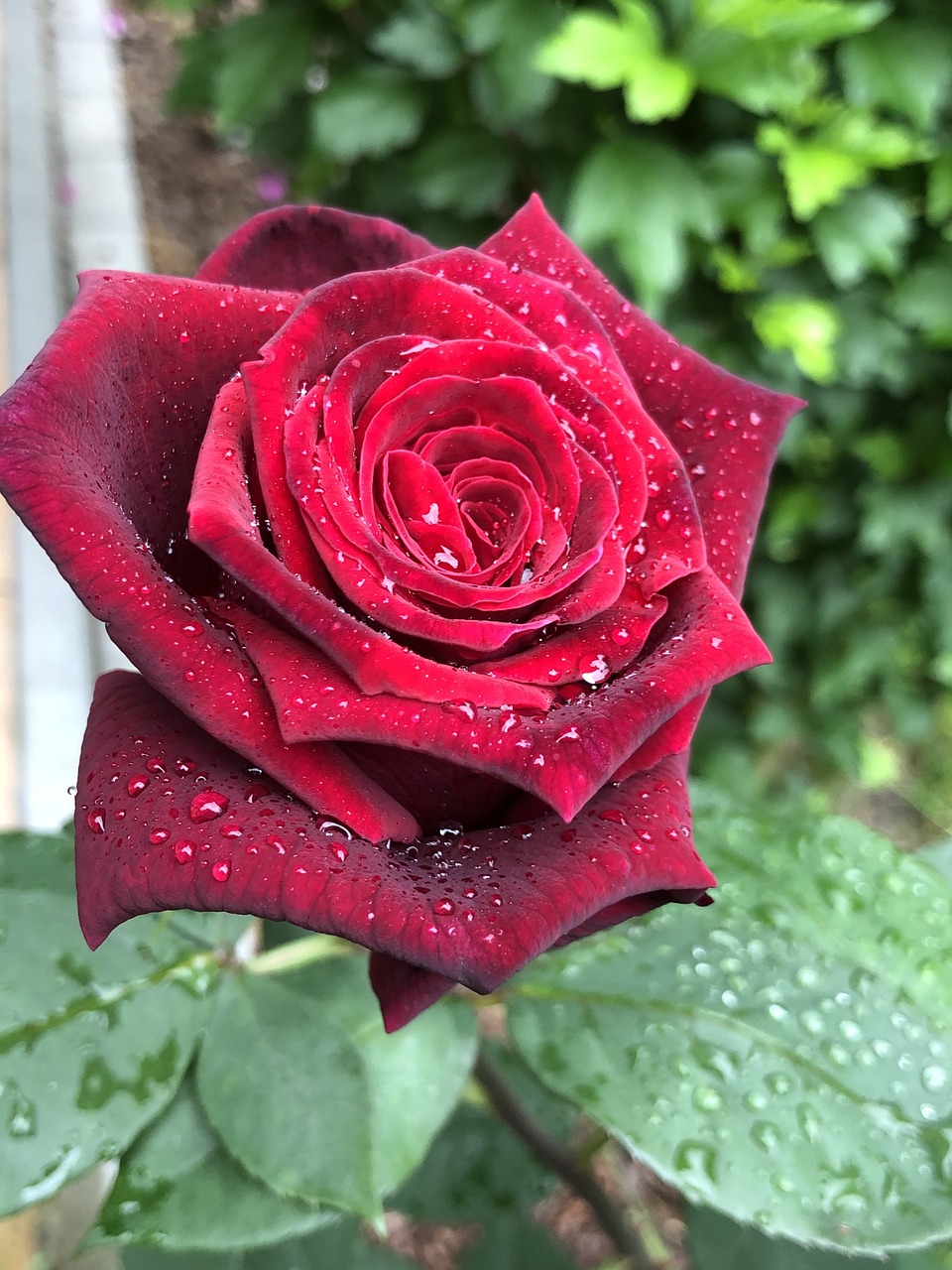 Fleur Rose La Saint-Valentin - Photo gratuite sur Pixabay - Pixabay