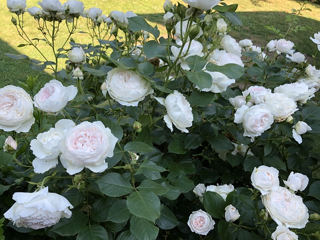 Rose Of The Sea Valentine'S Day - Free photo on Pixabay - Pixabay