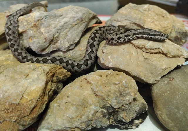 Ular Berbisa Vipera Latastei - Foto gratis di Pixabay - Pixabay