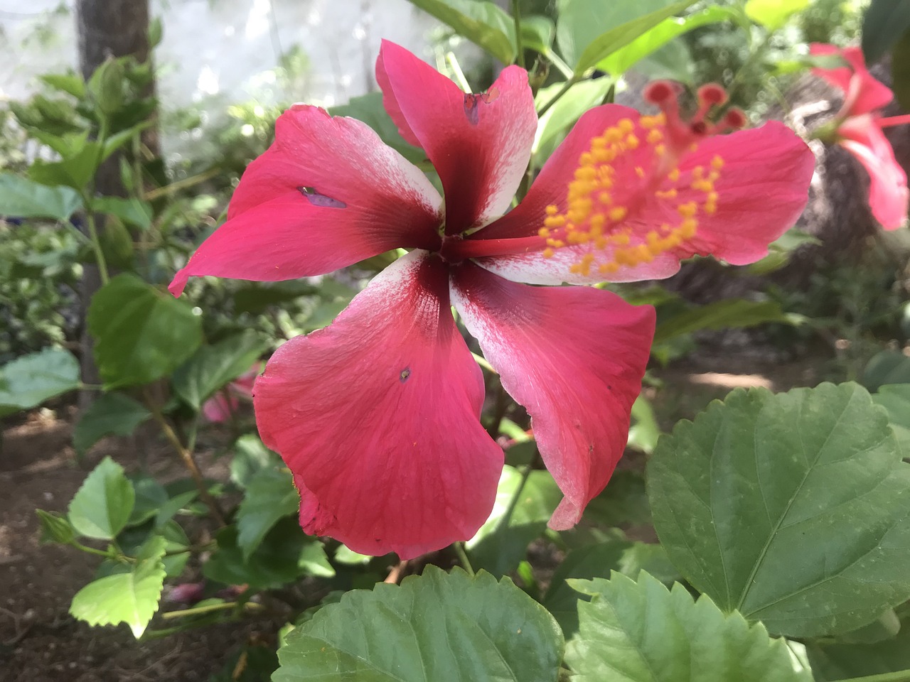 Mawar Cina Lembaran Daun Bunga - Foto gratis di Pixabay - Pixabay