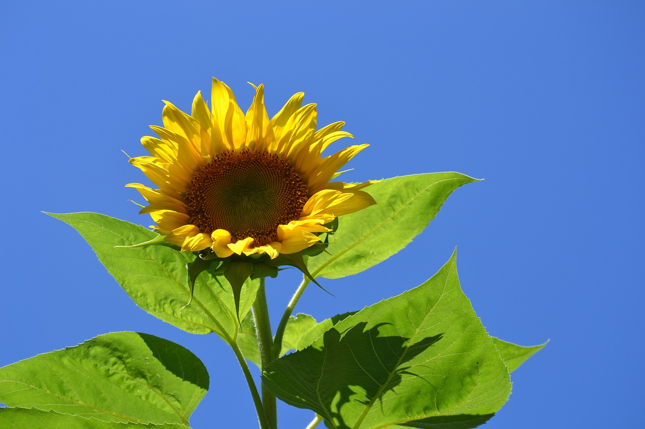 Blume Viel Sonne