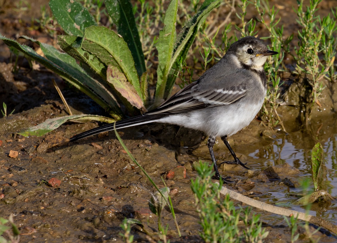 Juvenilní Pied Konipas - Fotografie zdarma na Pixabay - Pixabay