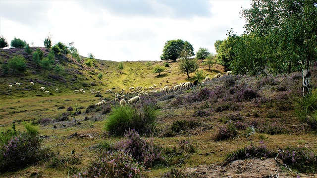 10+ Free Heuvel Nederland & Netherlands Images - Pixabay