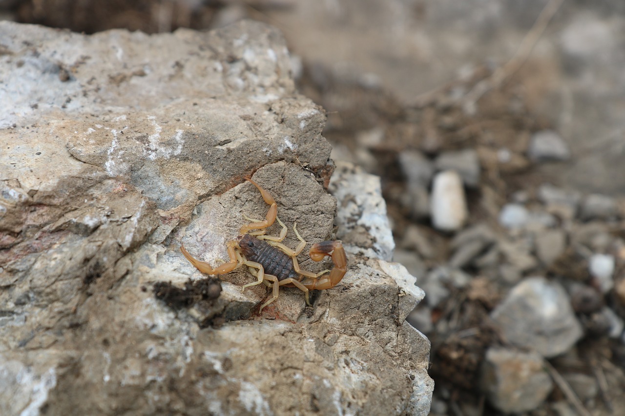 Escorpión Insecto - Foto gratis en Pixabay - Pixabay