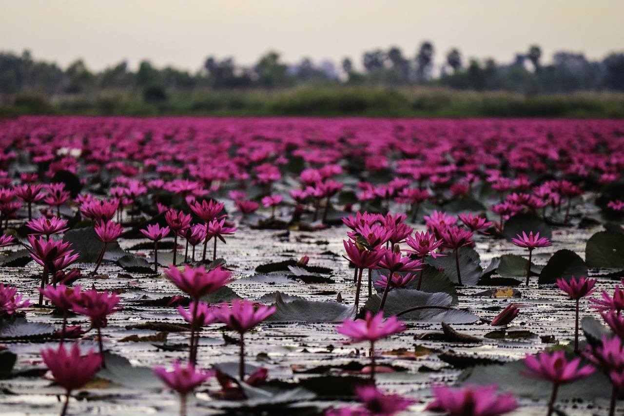 3,000+ Free Lake Flower & Nature Images - Pixabay