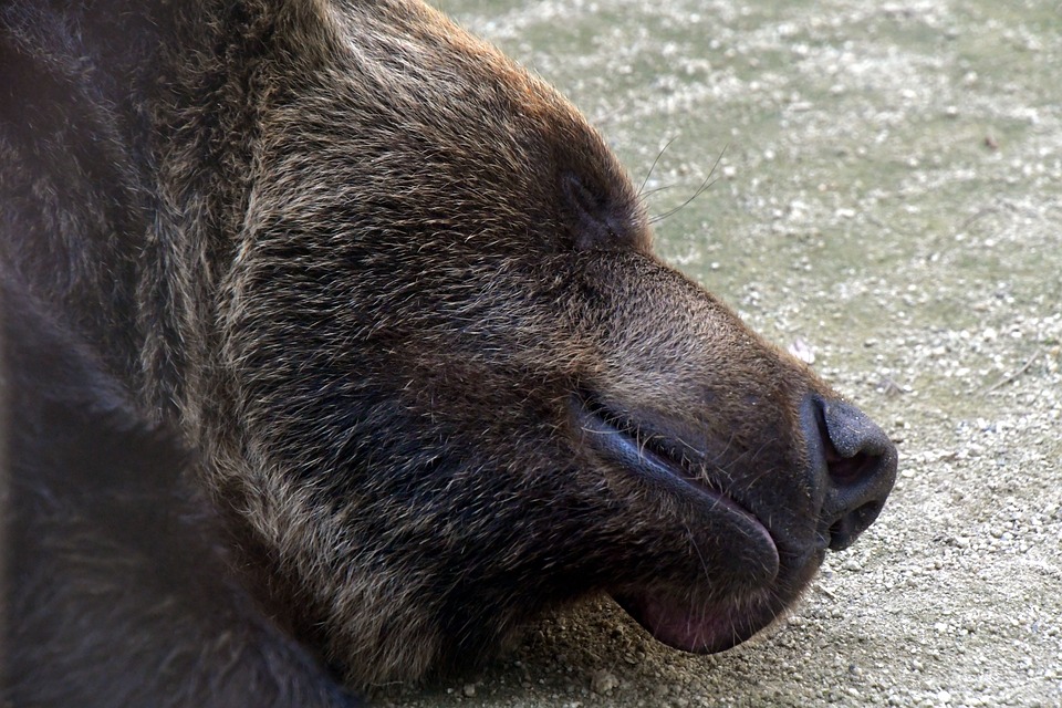 Bear Big Face - Free photo on Pixabay - Pixabay