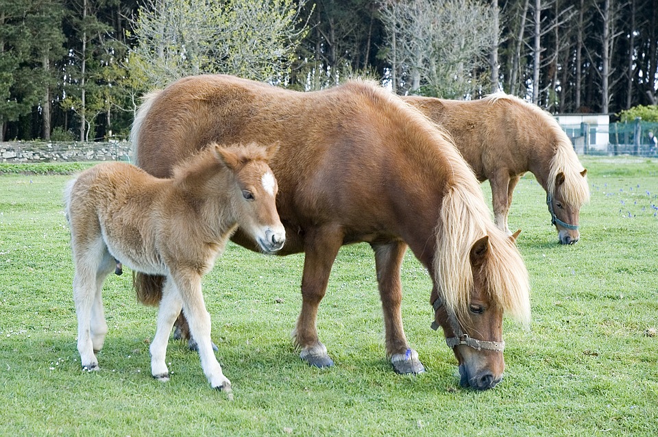 Pferde Fohlen Natur - Kostenloses Foto auf Pixabay