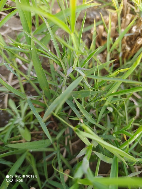 Herbe Verte Zoom Naturel - Photo gratuite sur Pixabay - Pixabay