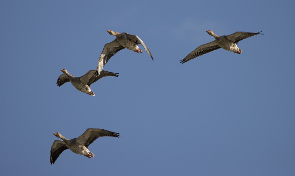 Geese Flight Freedom - Free photo on Pixabay