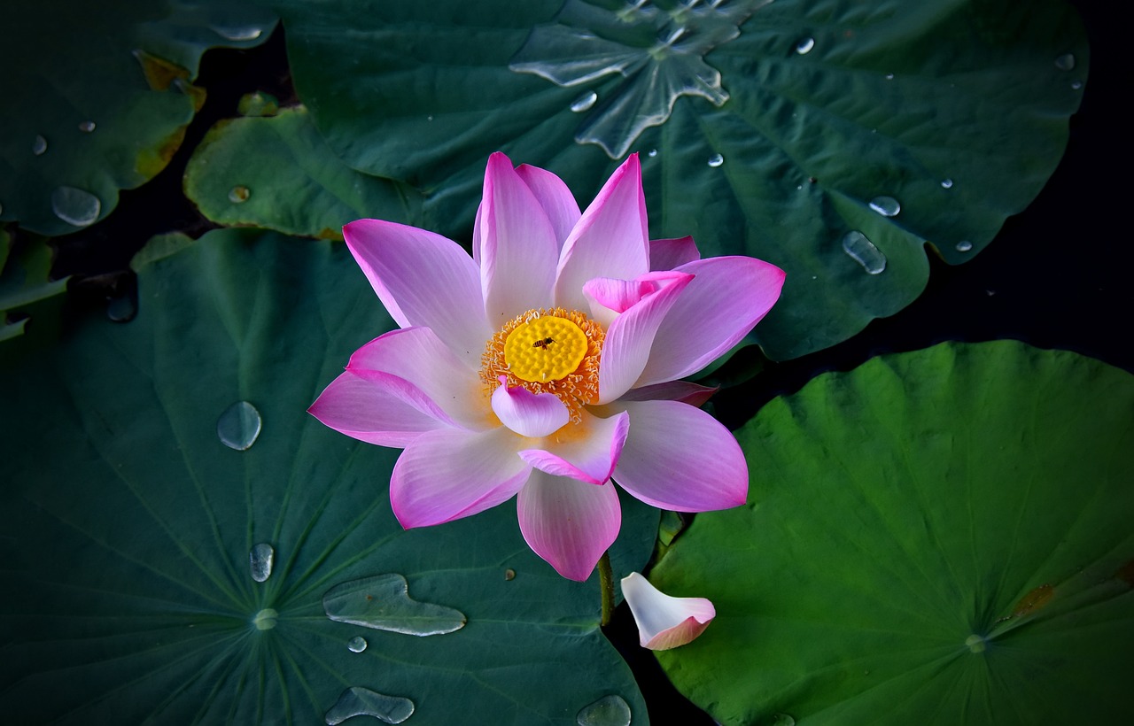 10,000+ Lotus Flower Pictures and Photos in Hi-Res - Pixabay
